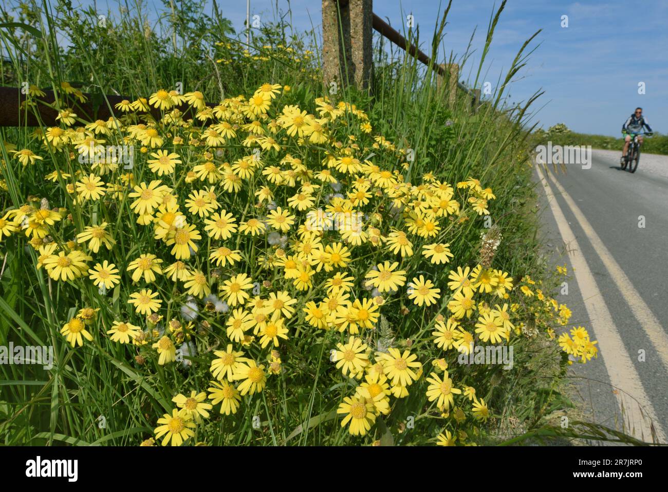 Oxford ragwort senecio squalidus hi-res stock photography and images ...