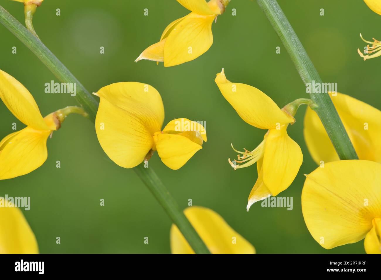 Spanish Broom - Spartium junceum Stock Photo - Alamy