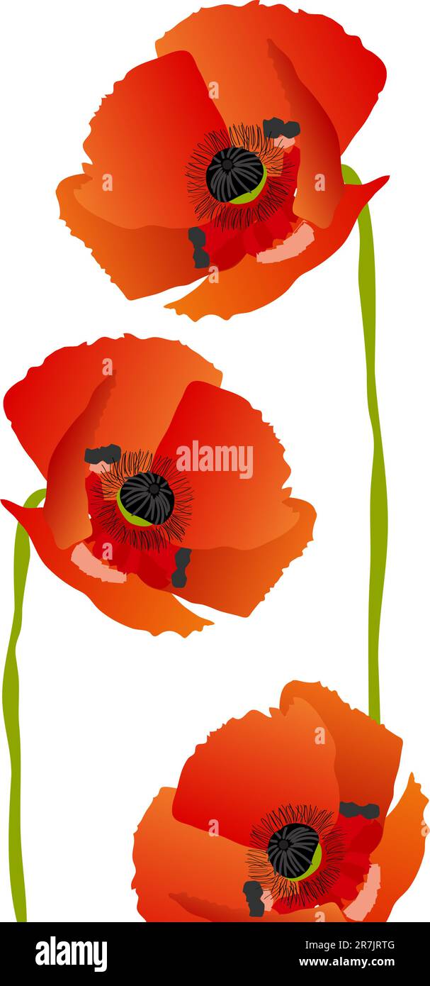 three beautiful bright red blossom wildflower poppy Stock Vector Image ...