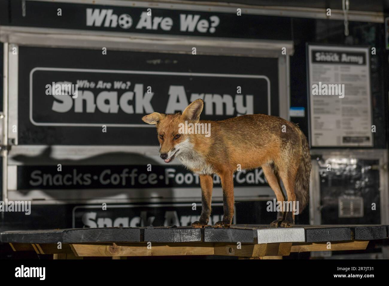 Swansea fox hi-res stock photography and images - Alamy