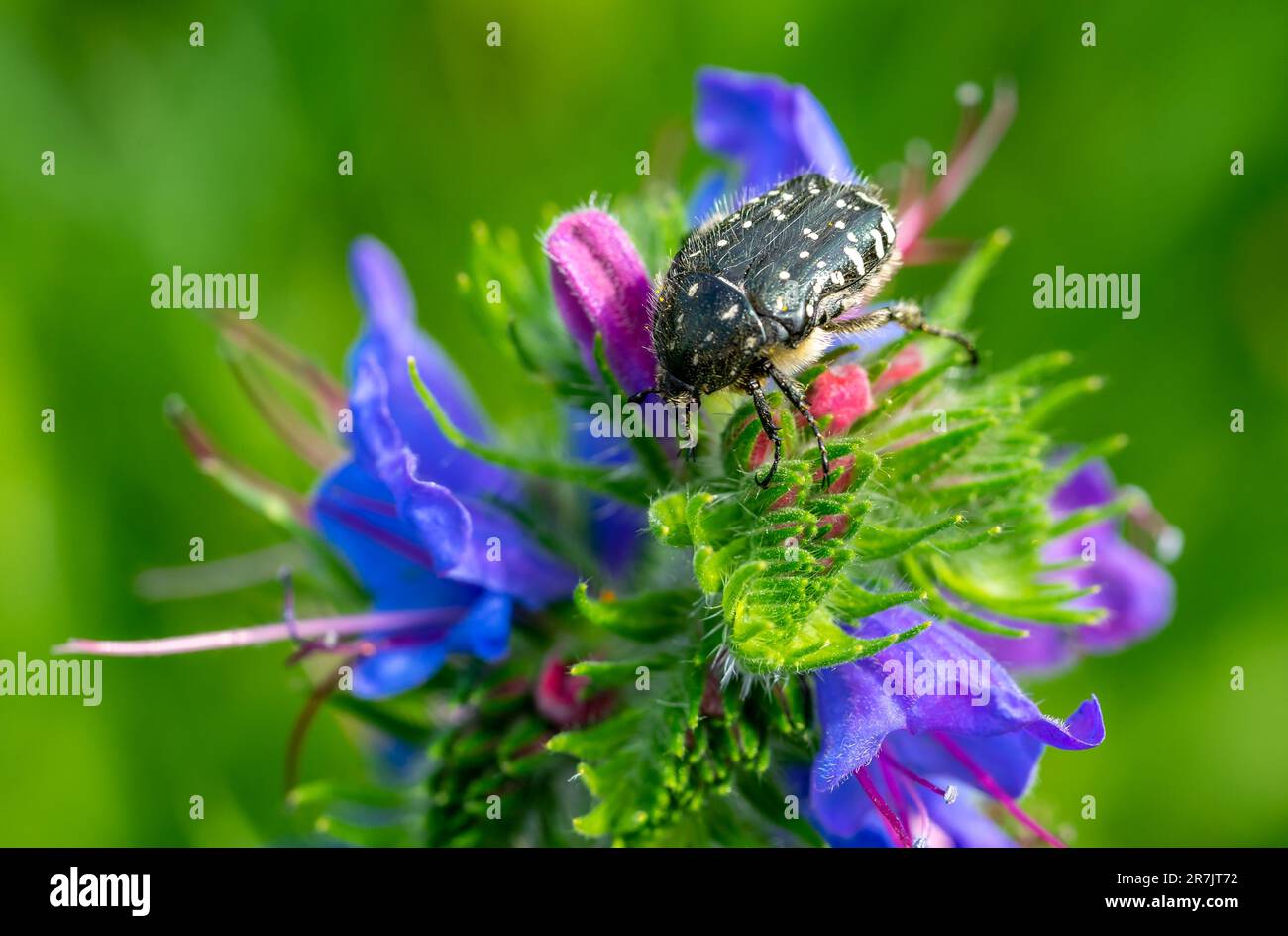 Bee beetle on purple flower hi-res stock photography and images - Alamy