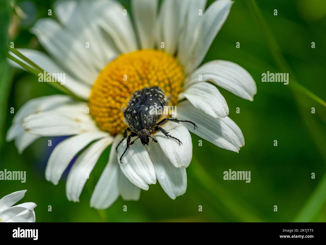 Mourning rose beetle hi-res stock photography and images - Alamy