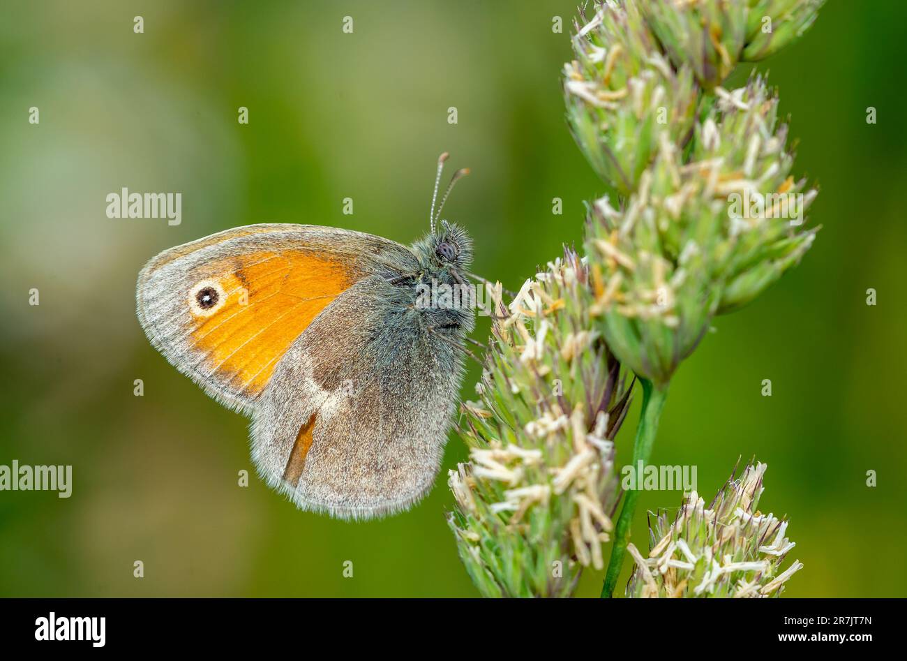 Lepidopterologist hi-res stock photography and images - Alamy