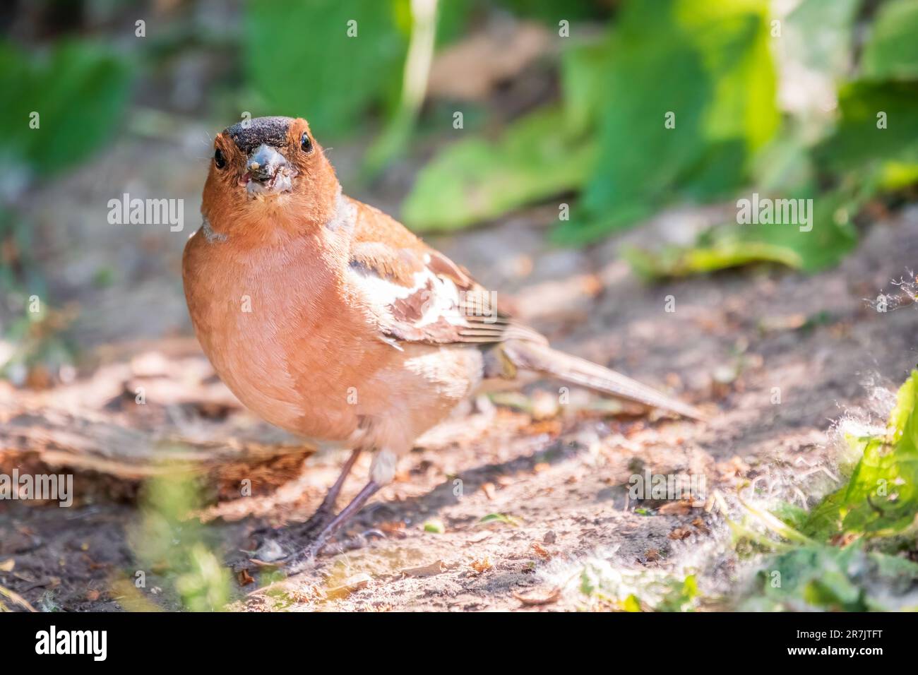 The common chaffinch, Fringilla coelebs, sits on the ground in spring ...
