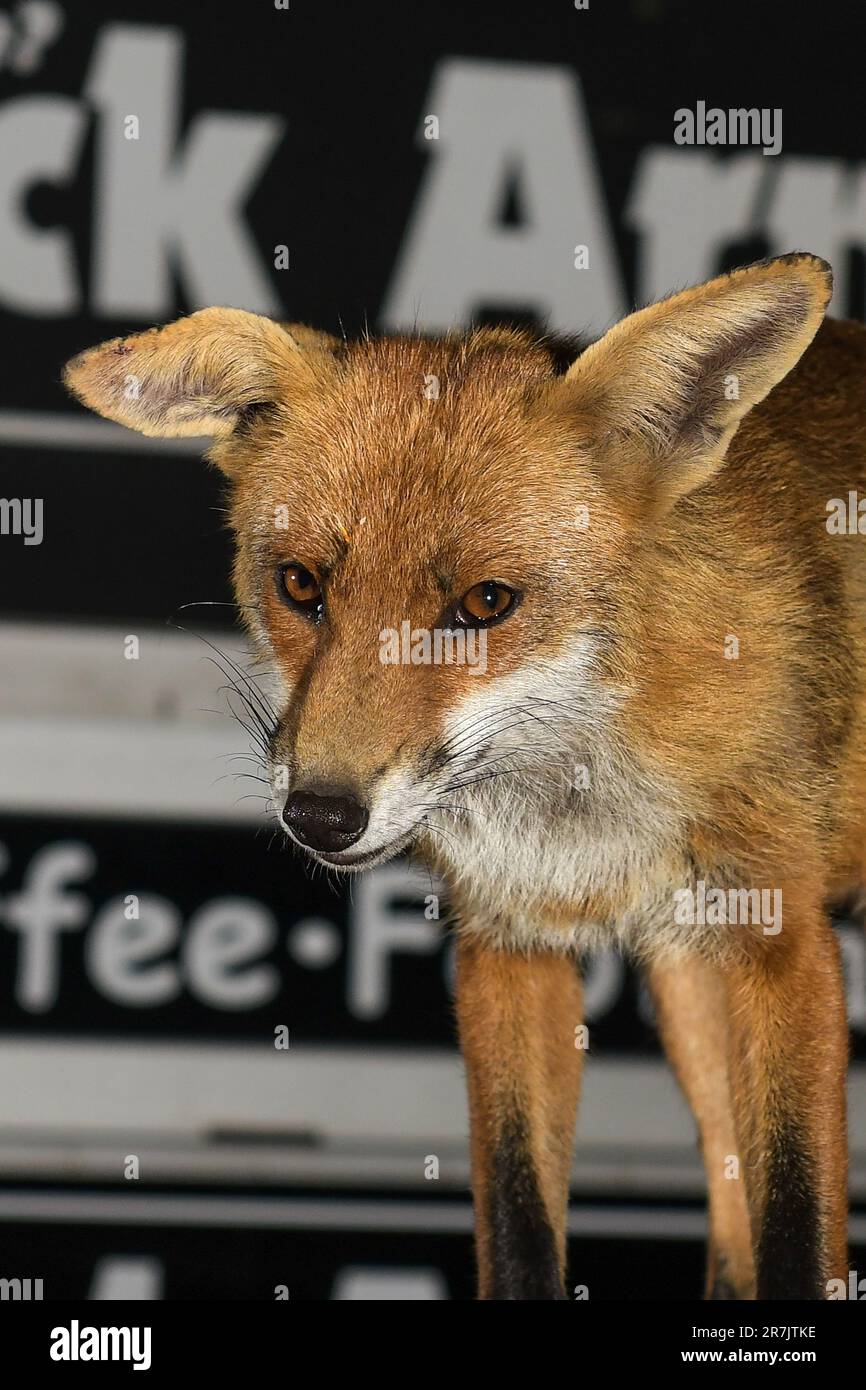 Swansea fox hi-res stock photography and images - Alamy