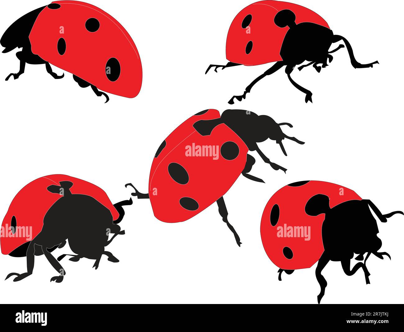 Back view of ladybug Stock Vector Images - Alamy
