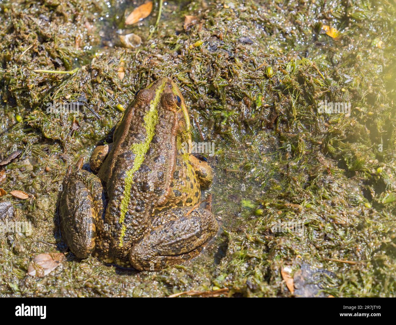 A large green frog with puffy cheeks sits in the marsh Stock Photo - Alamy
