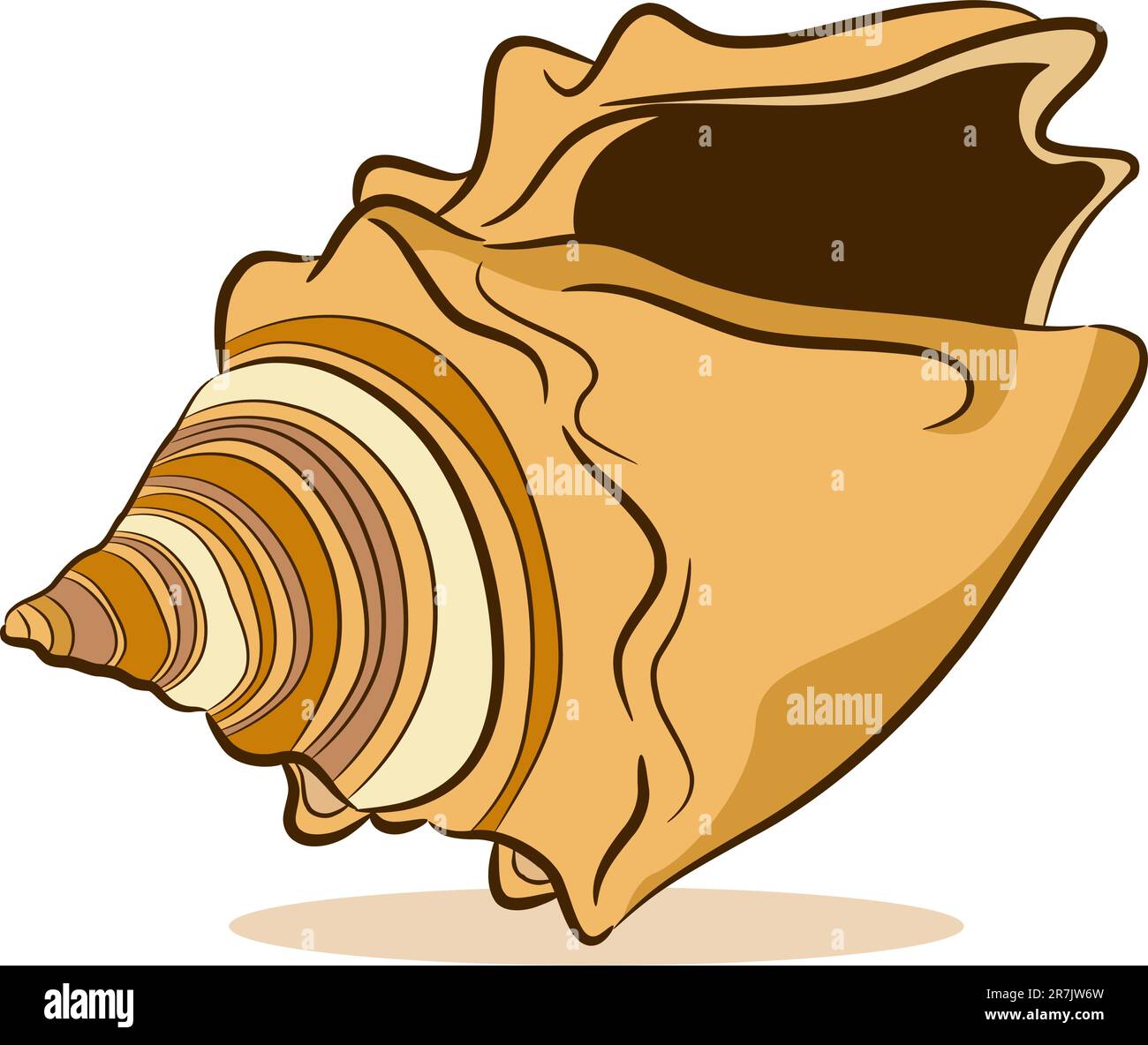 An image of a seashell drawing on a white background Stock Vector Image ...