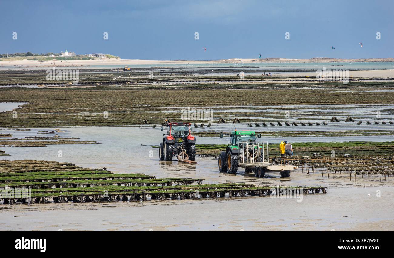 extensive oyster farms and nurseries between Saint-Vaast-la-Hougue and ...