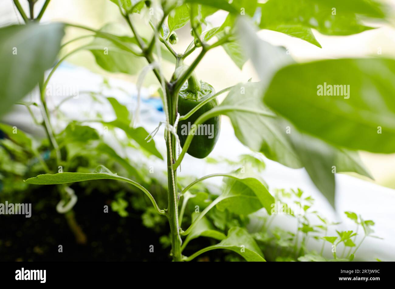 Green peppers grows in a greenhouse. Growing fresh vegetables at farm Stock Photo - Alamy