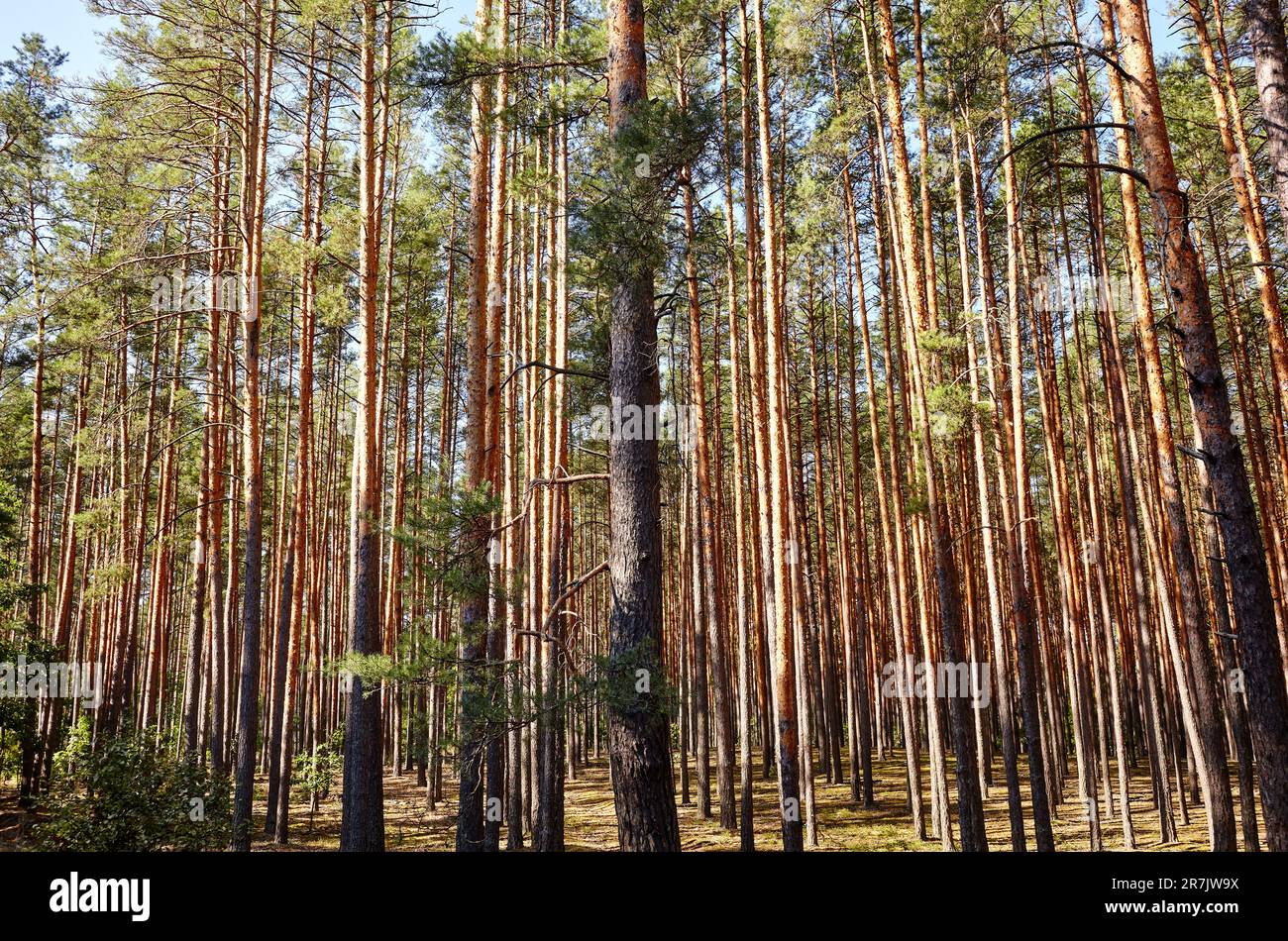 Pine tree forest. Beautiful summer forest on a summers day Stock Photo ...