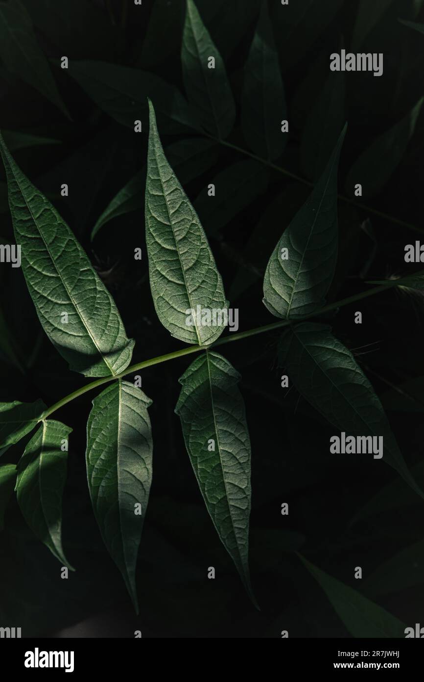 The chinese sumac hi-res stock photography and images - Alamy