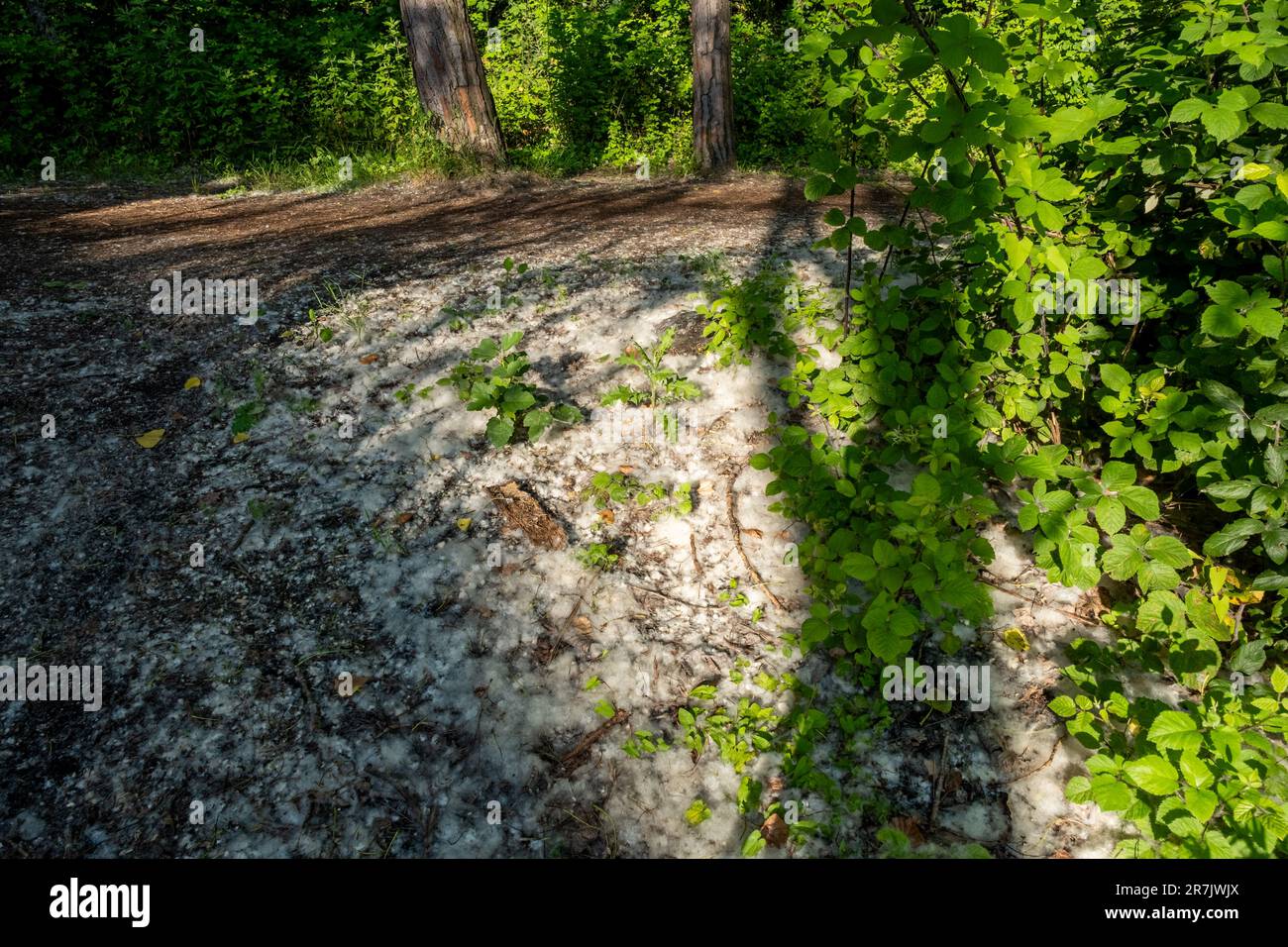 White poplar tree hi-res stock photography and images - Alamy