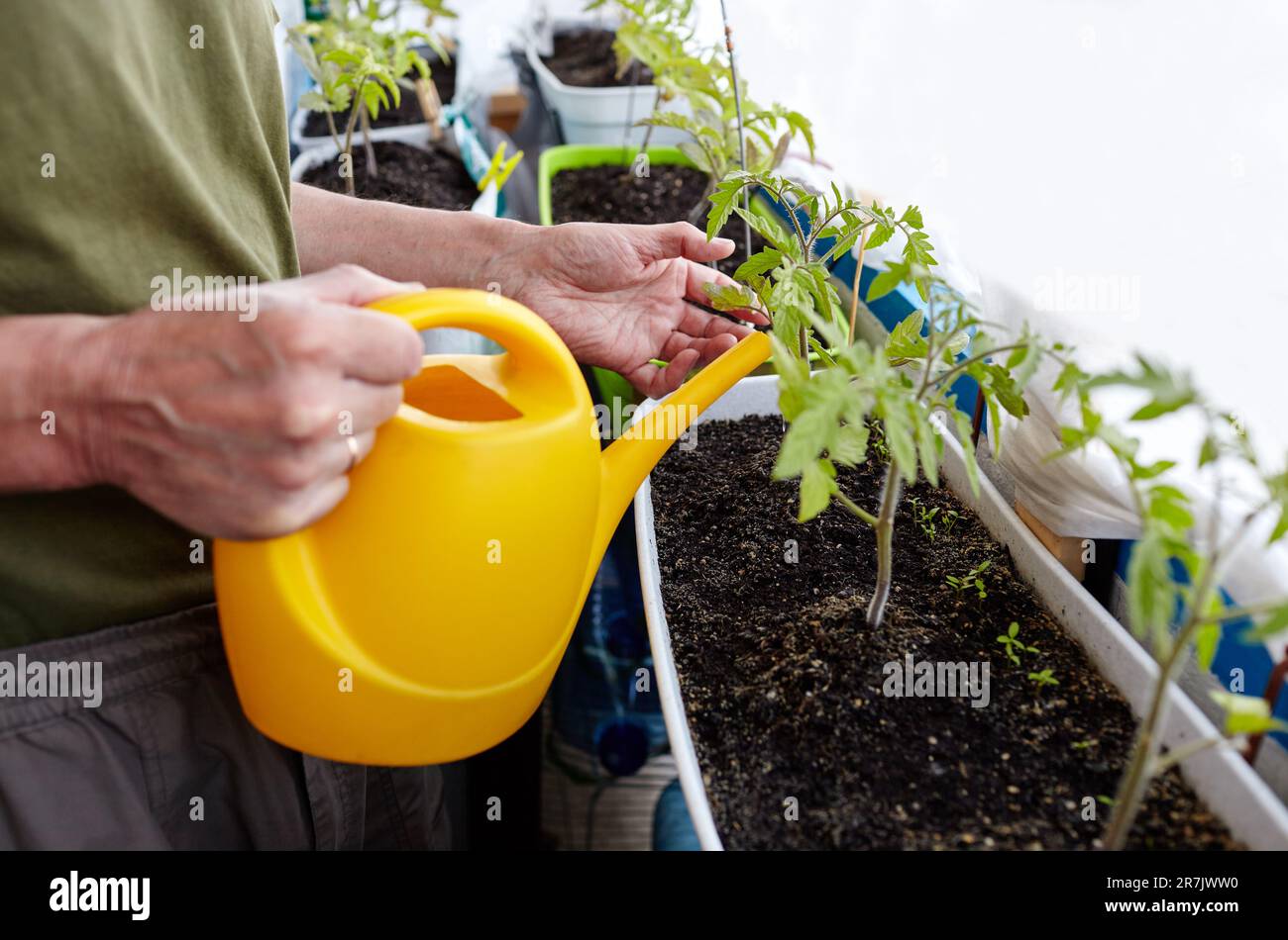 Old man gardening in home greenhouse. Men's hands hold watering can and ...