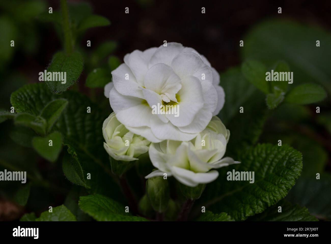 Primrose white hi-res stock photography and images - Alamy