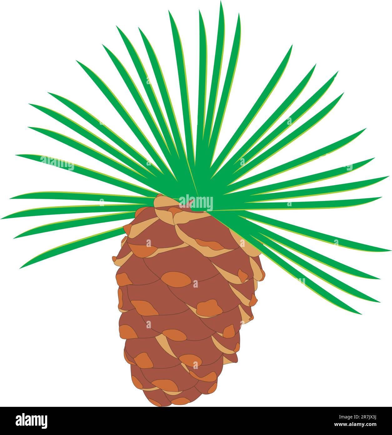 The cedar cone. The big cone. The cone with needles Stock Vector Image ...