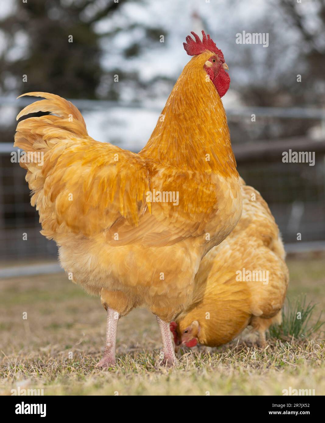 Buff Optington chicken hen that looks like it is kissing the ground a ...