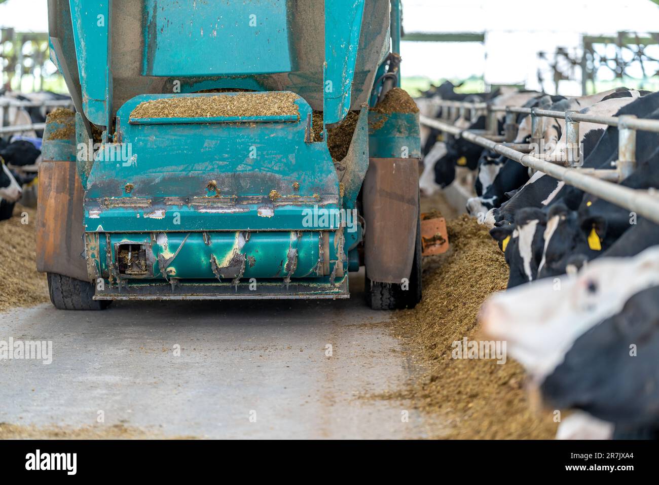 agricultural automatic feed feeder for cows on the modern farm, concept ...