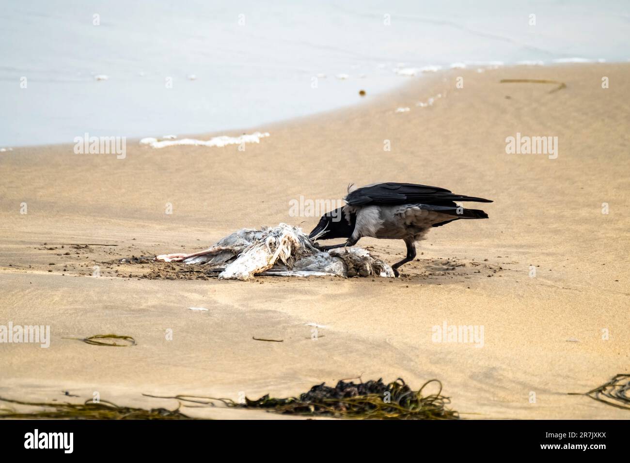 Seagull on irish beach hi-res stock photography and images - Alamy