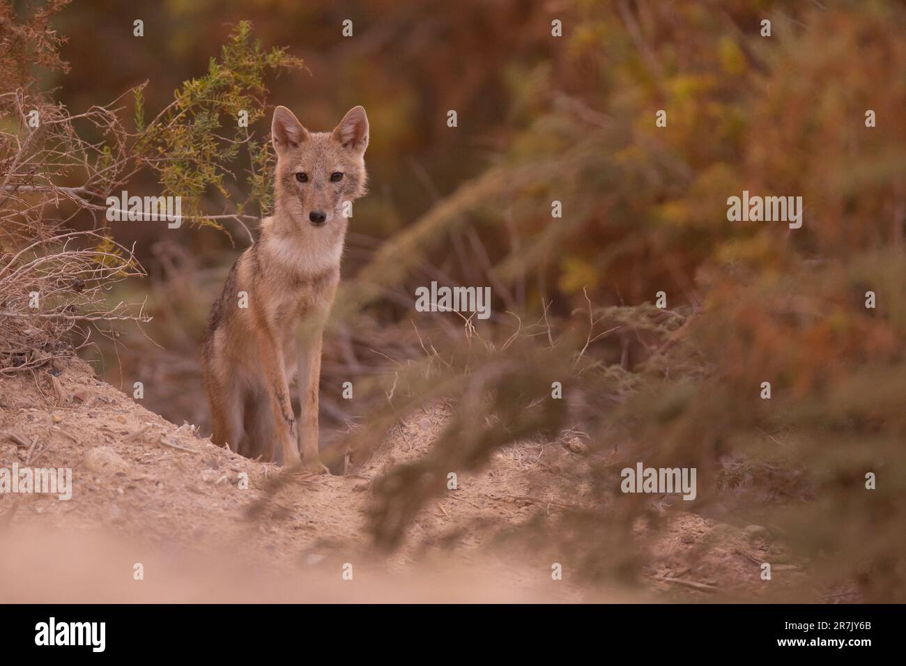 Golden Jackal (Canis aureus), also called the Asiatic, Oriental or ...