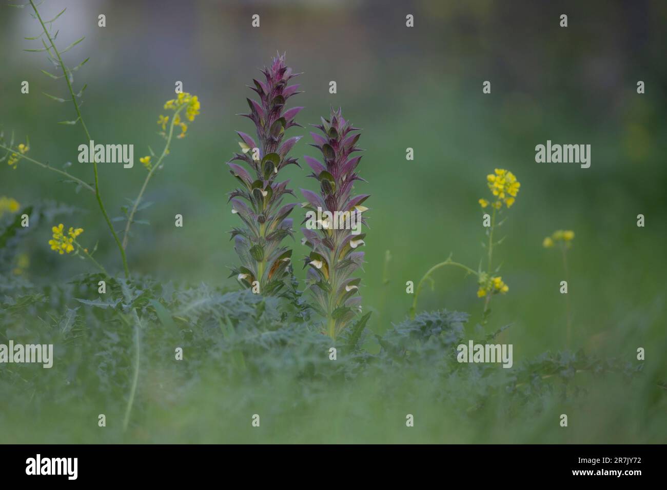 Acanthus syriacus (Syn. Acanthus hirsutus subsp. syriacus) native to ...