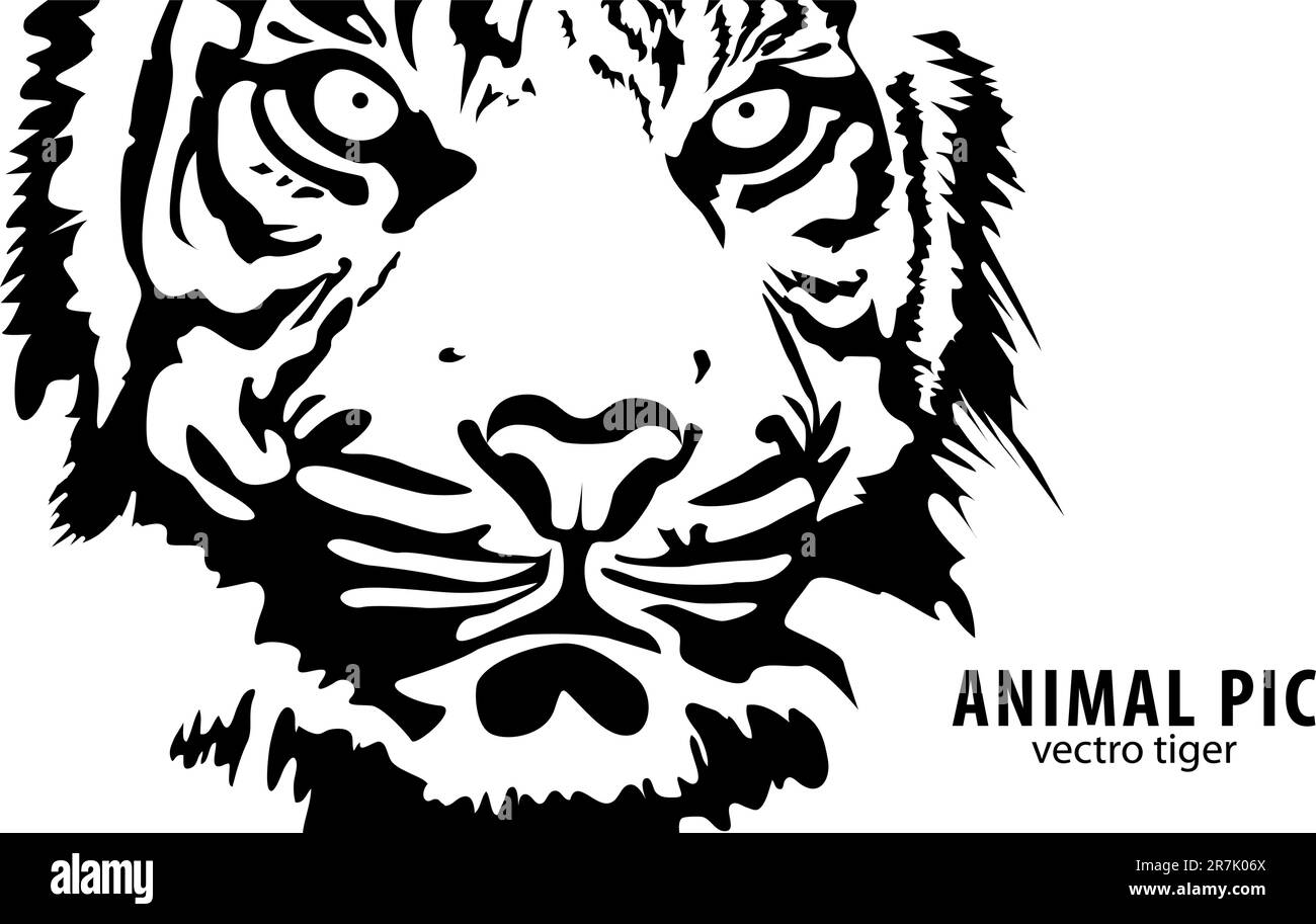black vector tiger on white background Stock Vector Image & Art - Alamy