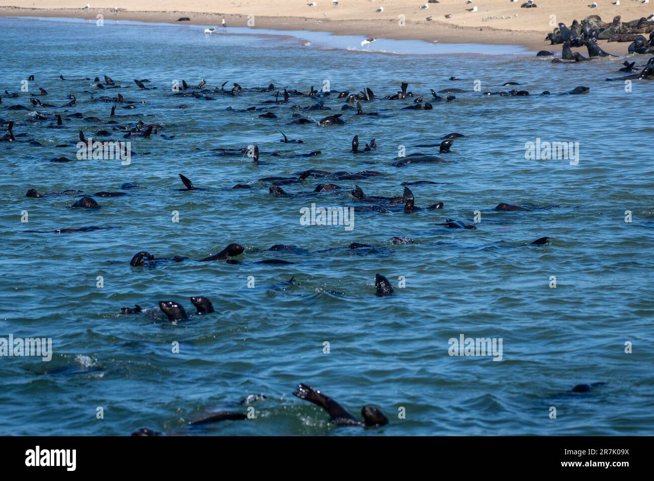 A colony of the brown fur seal (Arctocephalus pusillus), also known as ...
