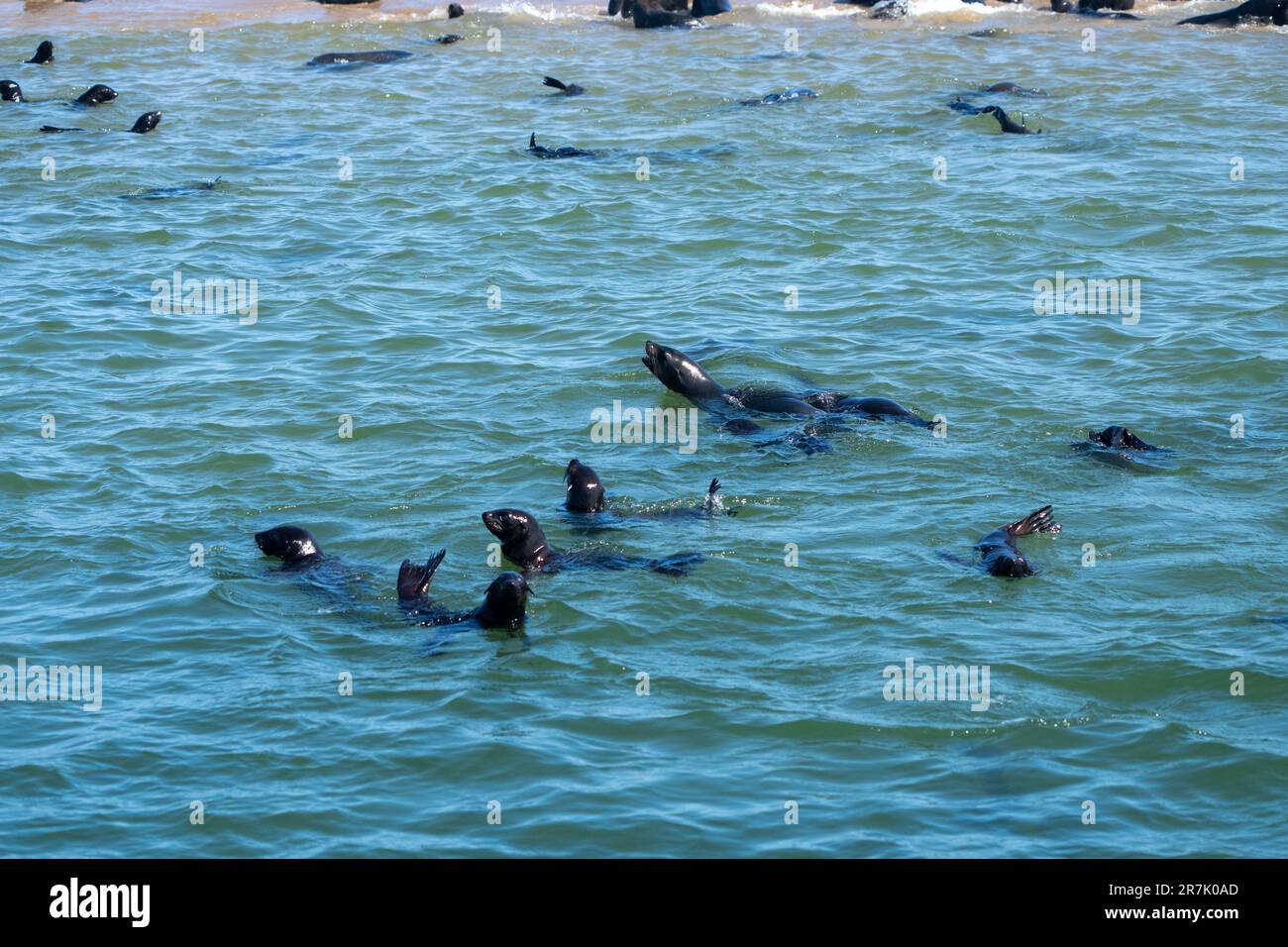A colony of the brown fur seal (Arctocephalus pusillus), also known as ...