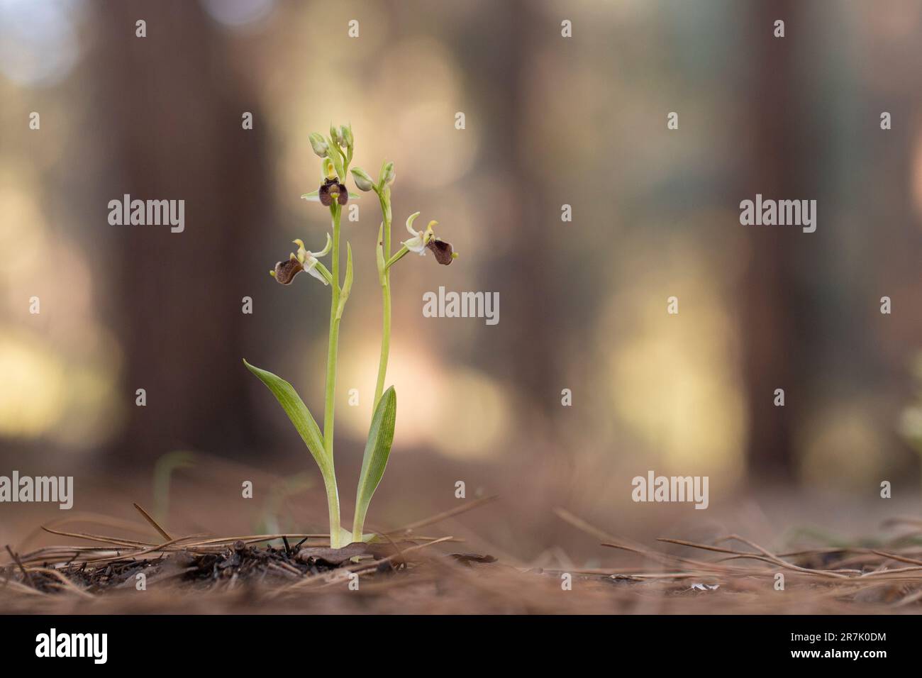 Ophrys wild bee orchid (Ophrys umbilicata) Bee-Orchid Photographed in ...