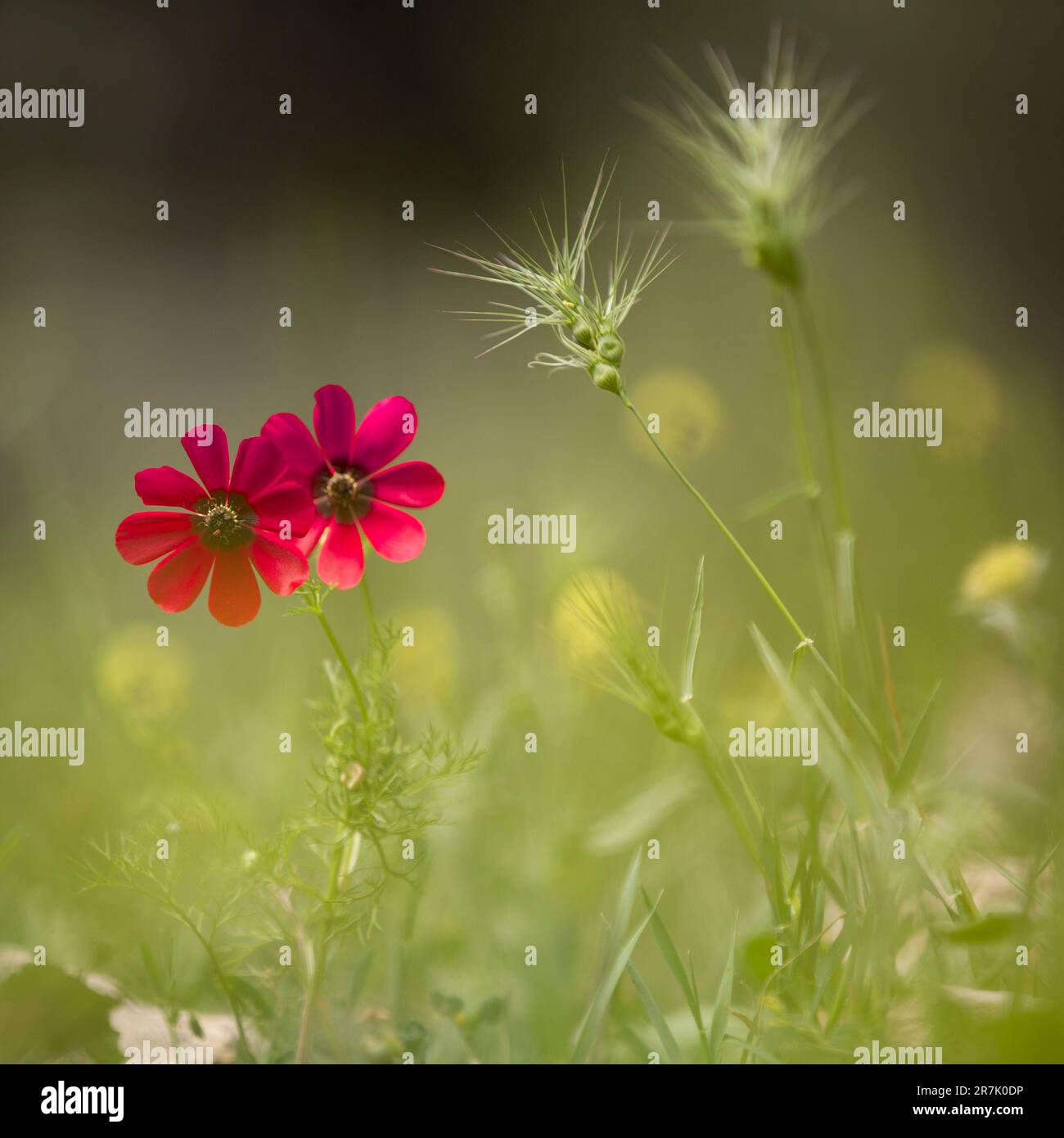 Red Adonis palaestina (also Adonis aleppica) common names include ...