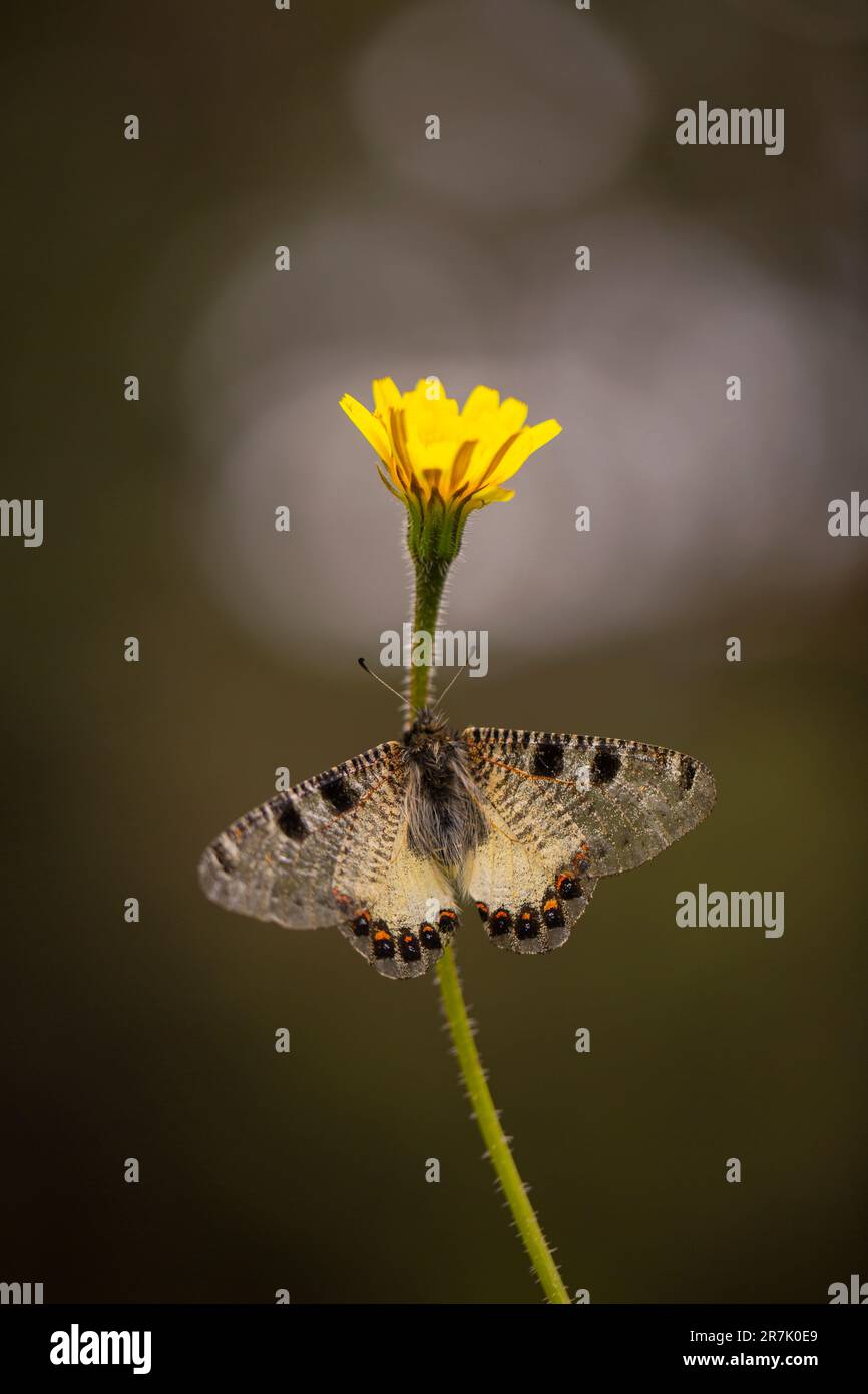 Spring apollo and animals hi-res stock photography and images - Alamy
