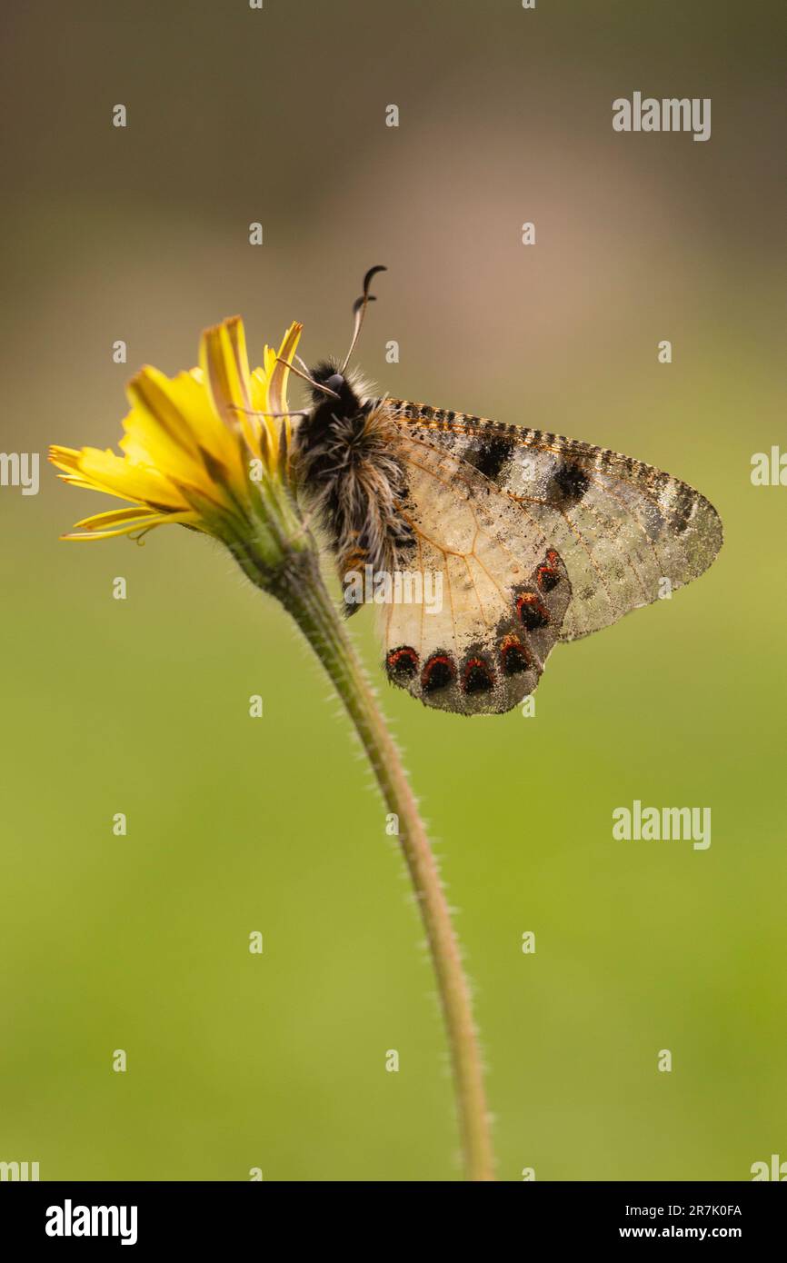 False Apollo (Archon apollinus) butterfly belonging to the Parnassinae ...