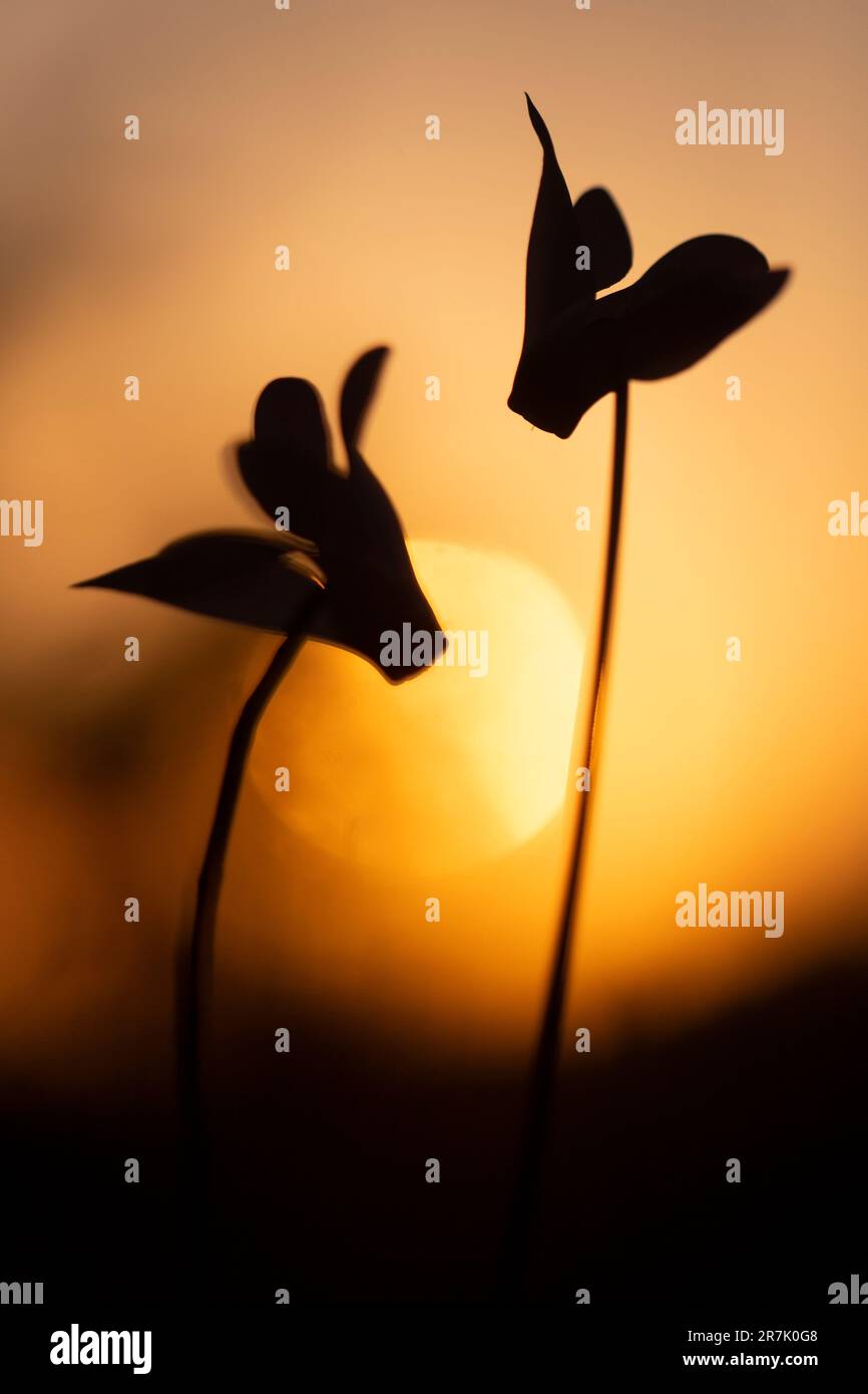 Two Flowering Persian Violets (Cyclamen persicum). Silhouetted at sun ...