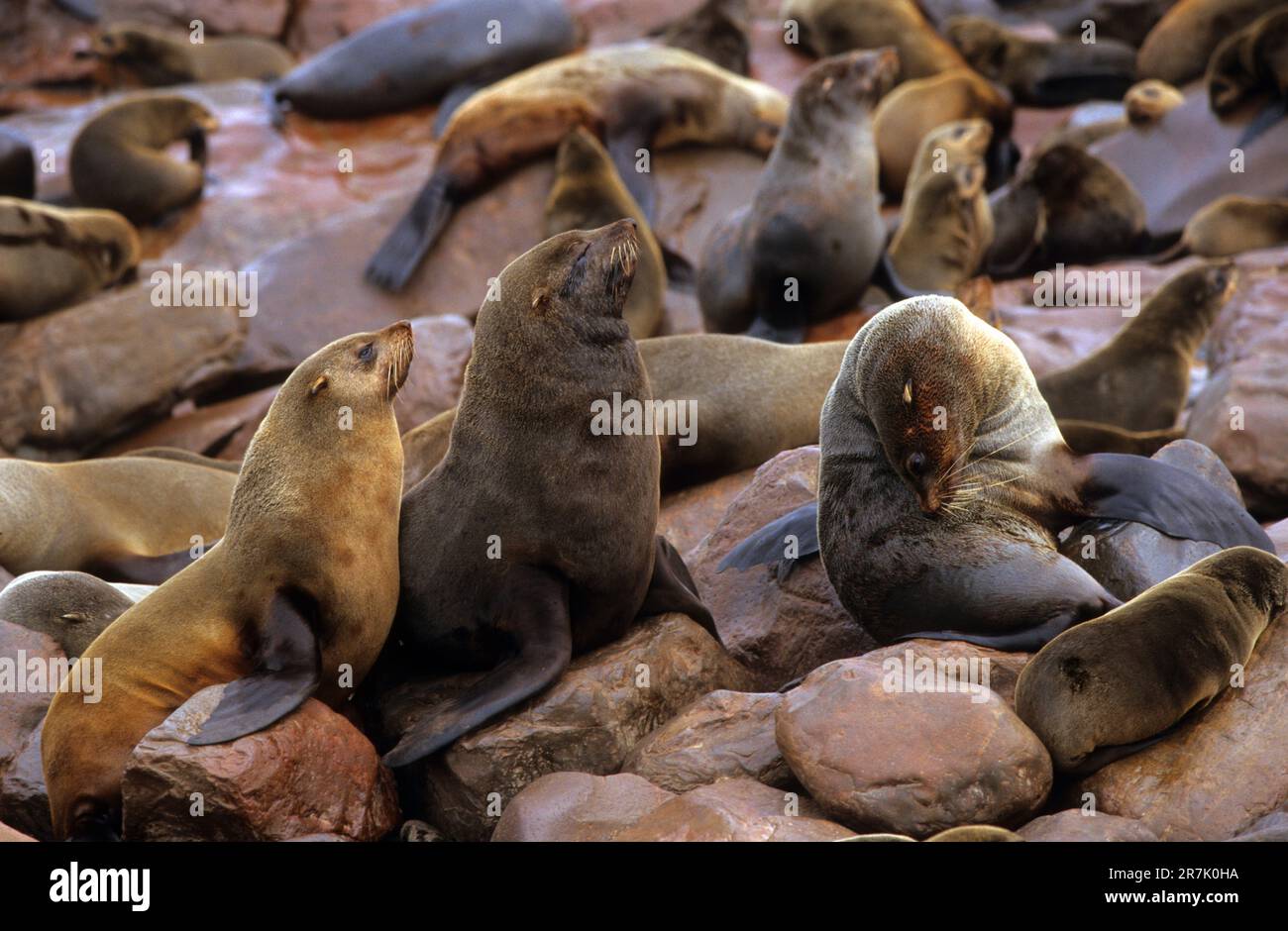 A colony of the brown fur seal (Arctocephalus pusillus), also known as ...
