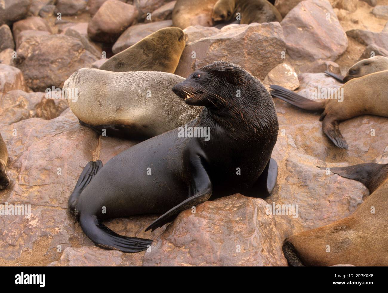 A colony of the brown fur seal (Arctocephalus pusillus), also known as ...