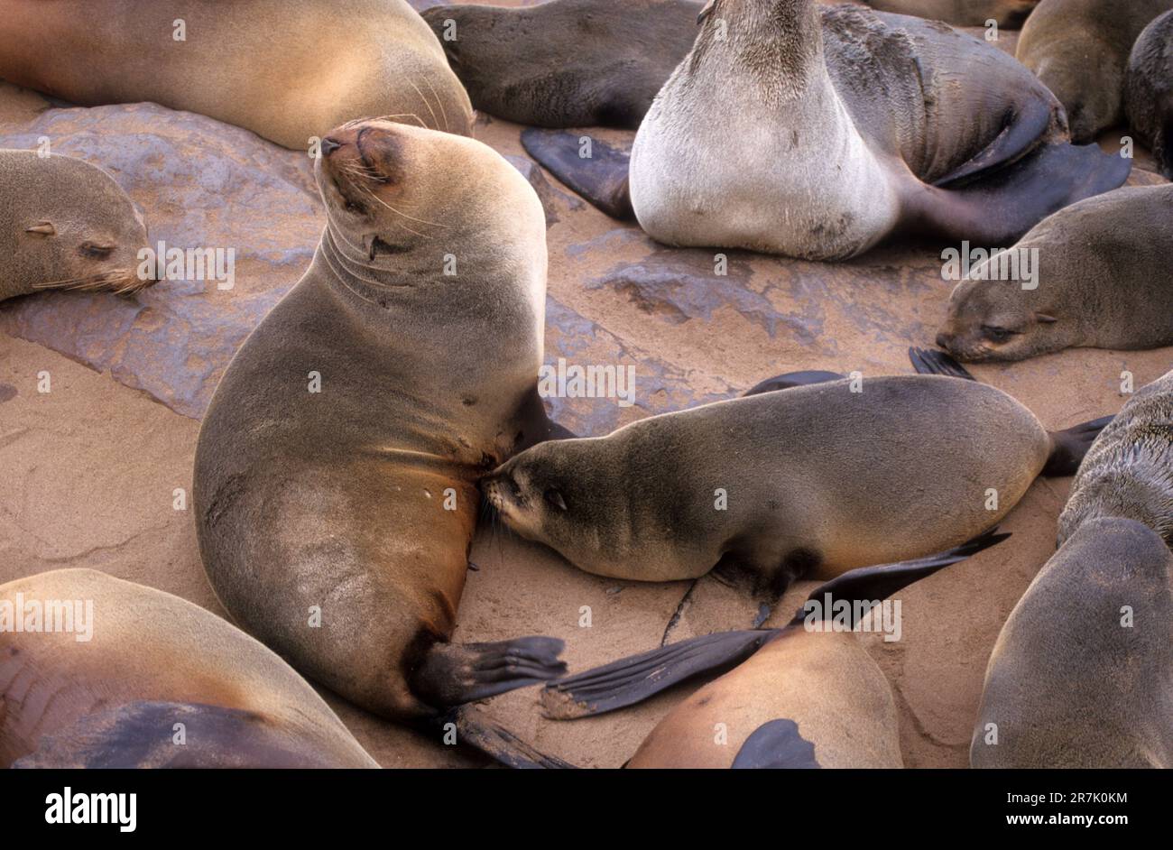 A colony of the brown fur seal (Arctocephalus pusillus), also known as ...