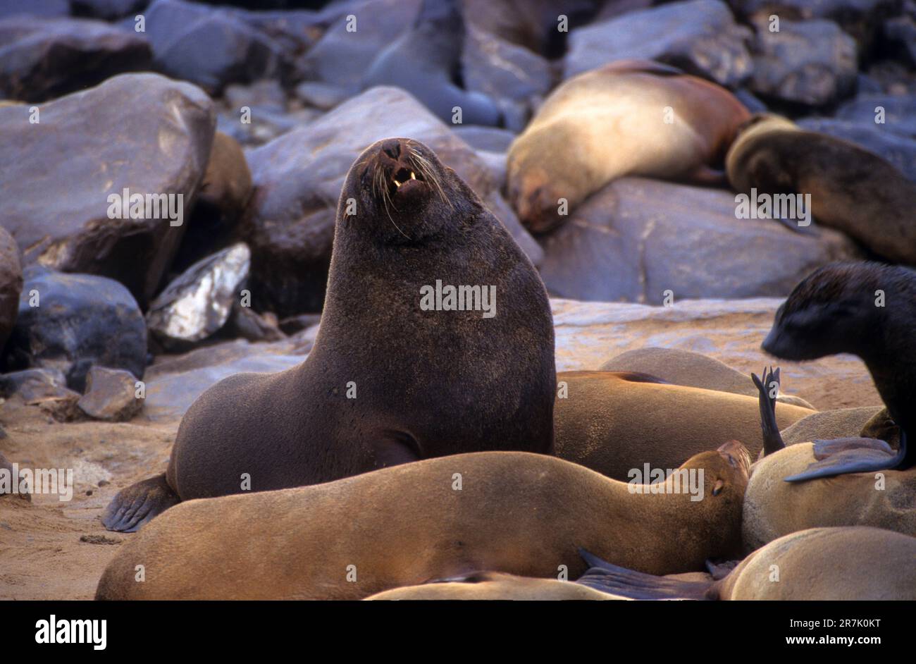 A colony of the brown fur seal (Arctocephalus pusillus), also known as ...