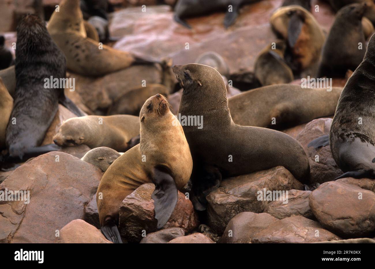 A colony of the brown fur seal (Arctocephalus pusillus), also known as ...