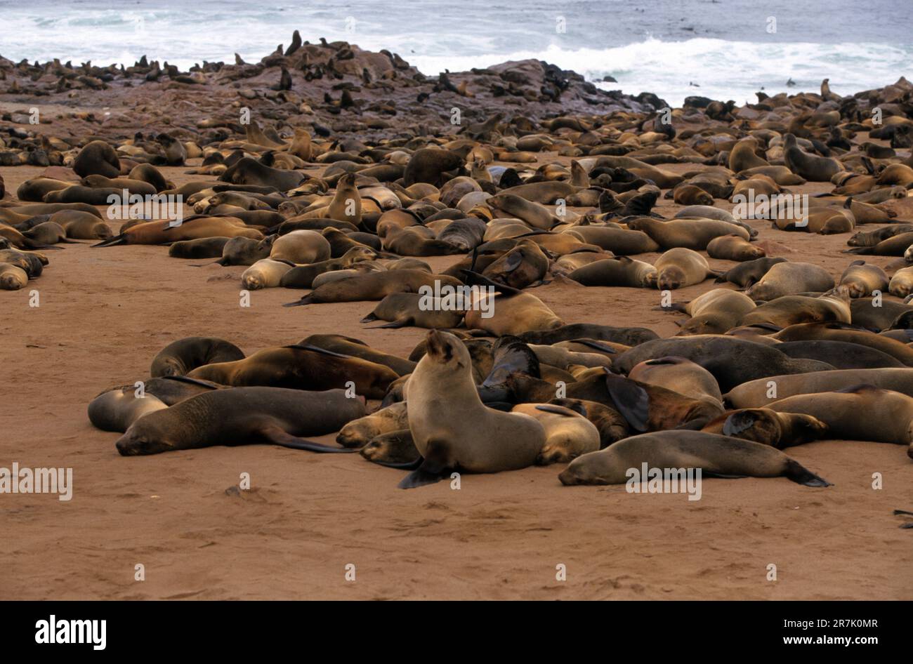 A colony of the brown fur seal (Arctocephalus pusillus), also known as ...