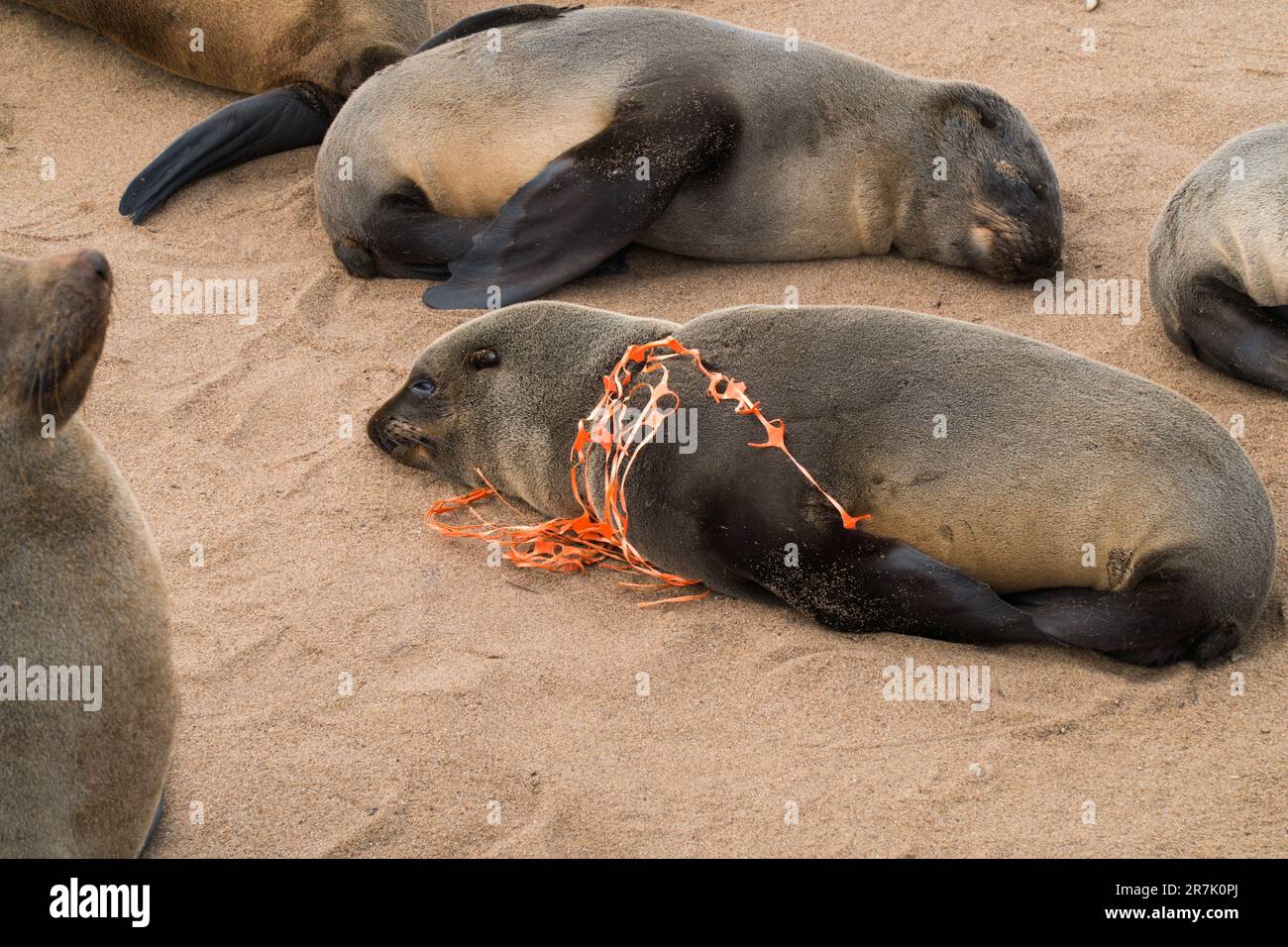 Juvenile brown fur seal (Arctocephalus pusillus), is trapped in plastic ...