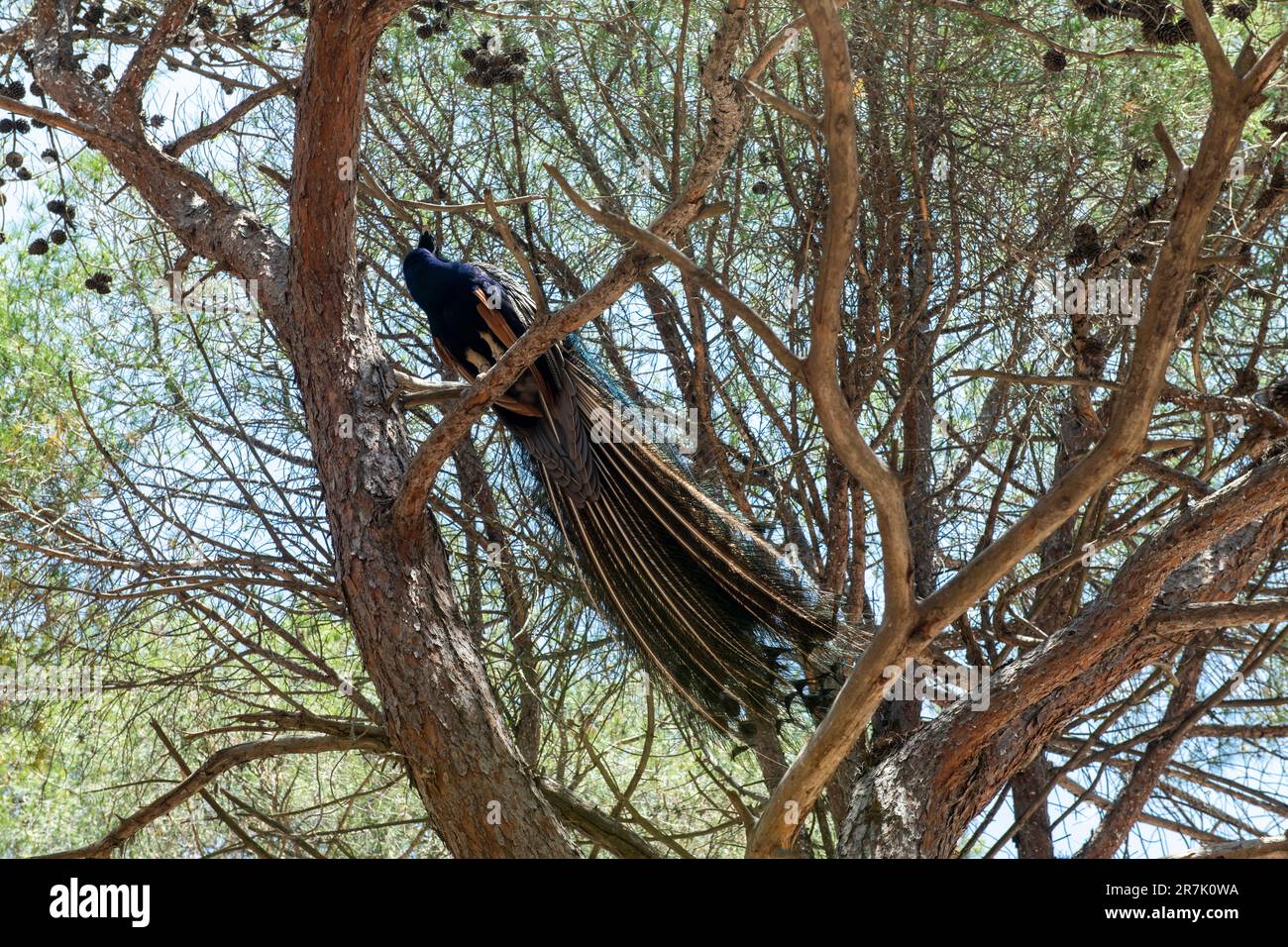 Peacocks in Plaka Forest on the Island of Kos Greece Europe EU Stock ...