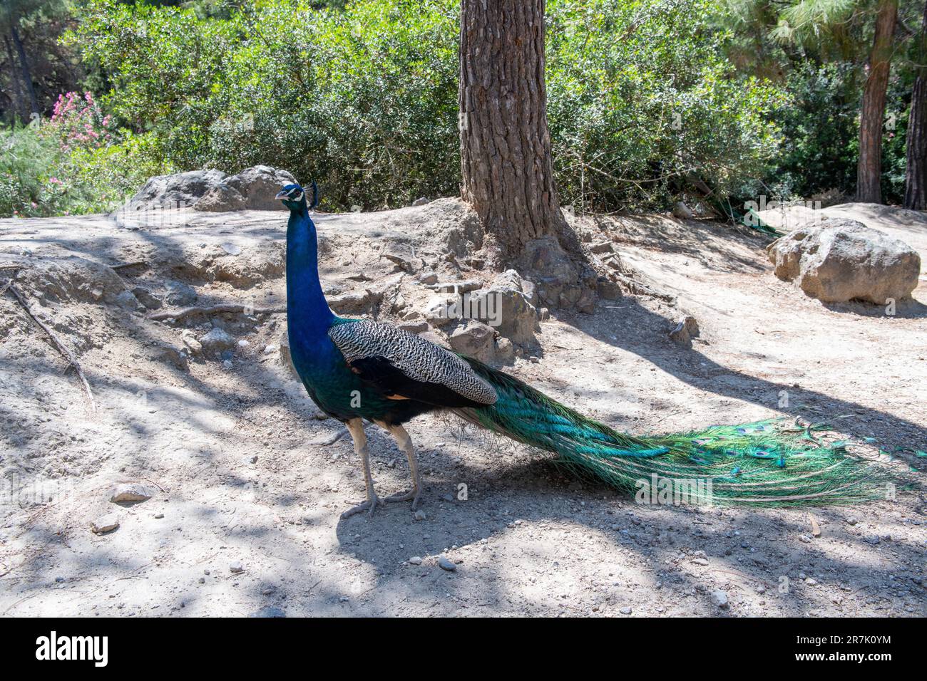 Peacocks in Plaka Forest on the Island of Kos Greece Europe EU Stock ...