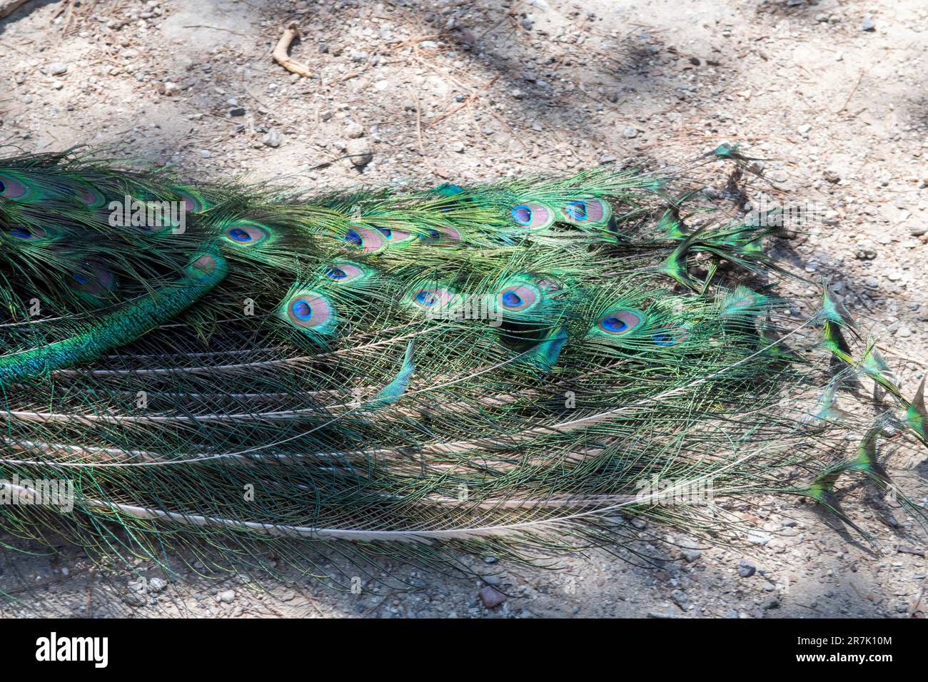 Peacocks in Plaka Forest on the Island of Kos Greece Europe EU Stock ...