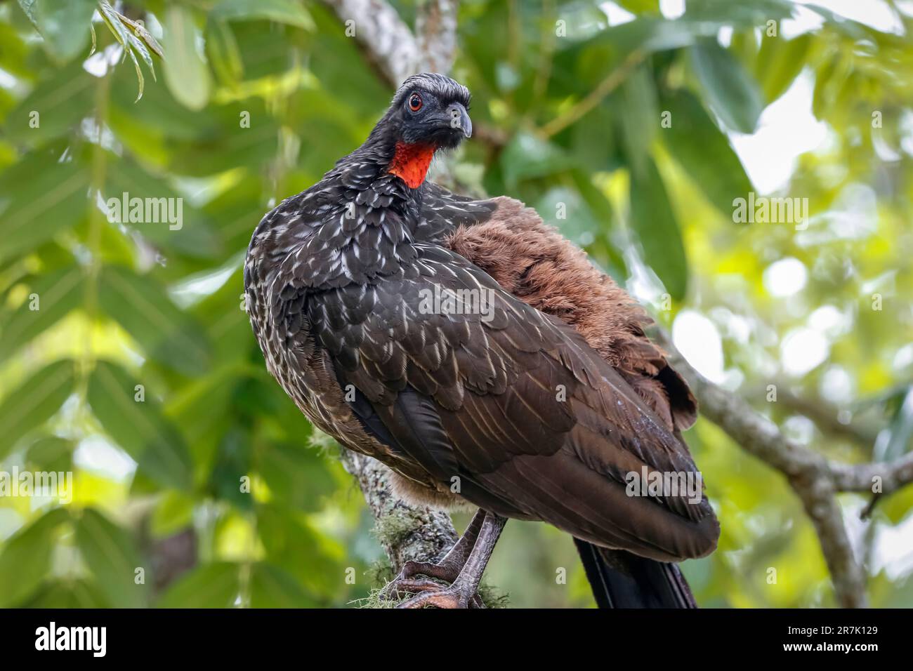 Close-up of a Dusky-legged guan perched on a tree branch with leafy ...