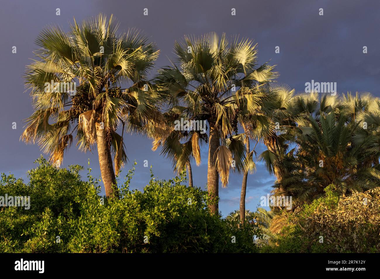 Doum Palm trees at Epupa falls Cunene River in Namibia on the border ...