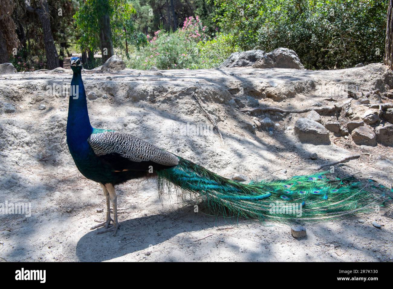 Peacocks in Plaka Forest on the Island of Kos Greece Europe EU Stock ...