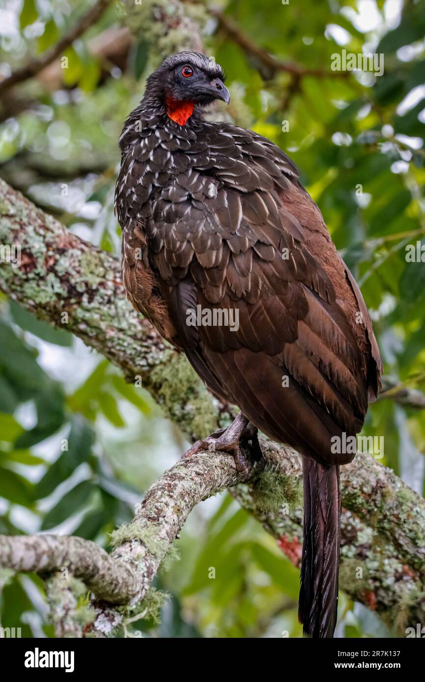Close-up of a Dusky-legged guan perched on a tree branch with leafy ...