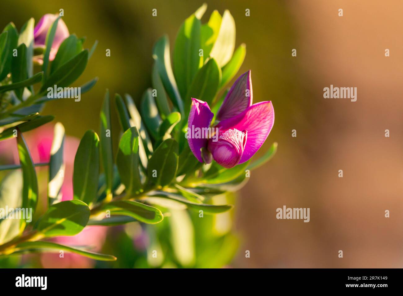 Polygala myrtifolia common names Bellarine pea,Myrtle-leaf milkwort ...