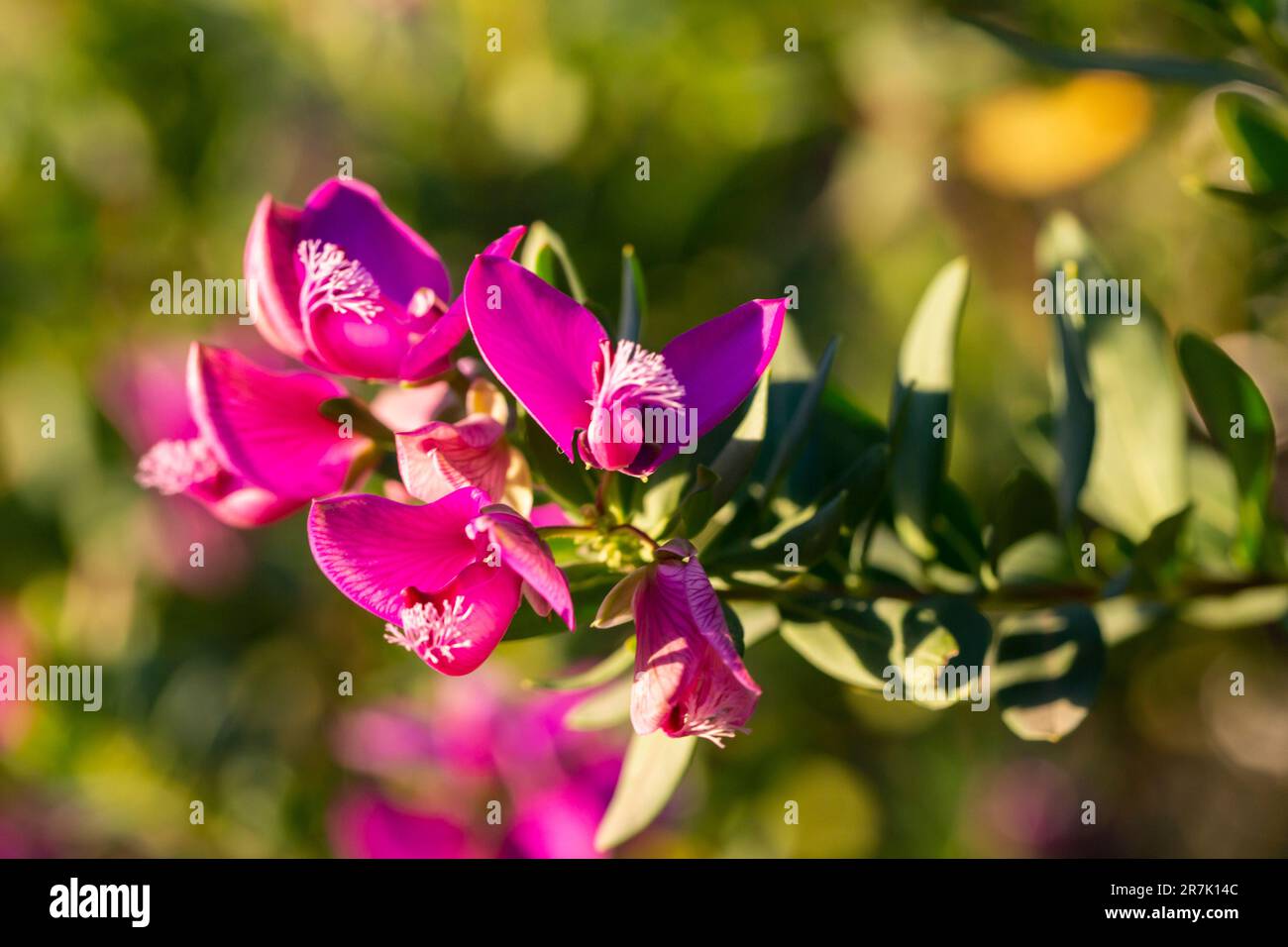 Polygala myrtifolia common names Bellarine pea,Myrtle-leaf milkwort ...