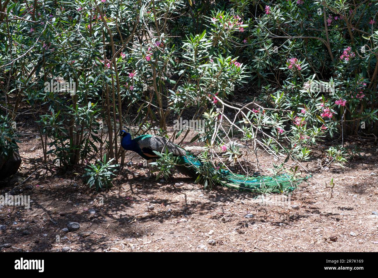 Peacocks in Plaka Forest on the Island of Kos Greece Europe EU Stock ...